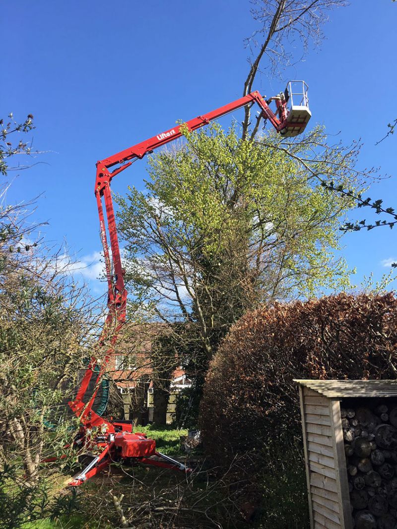 Nottingham Tree Surgeon in Nottingham | Summers Tree And Garden ...