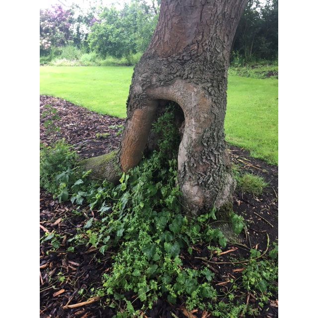 Nottingham Ash Tree Felled | Summers Tree And Garden Services | Tree ...