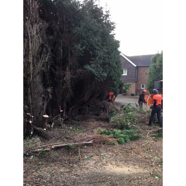 Nottingham Conifer Hedge Removal | Summers Tree And Garden Services ...