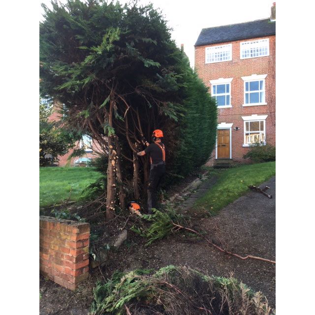 Nottingham Conifer Removal | Summers Tree And Garden Services | Tree ...