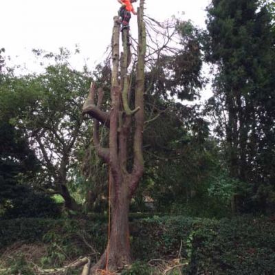 Tree Surgeons Nottingham | Summers Tree And Garden Services