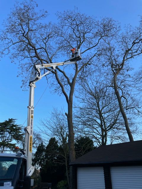 Nottingham Removing a Broken Branch | Summers Tree And Garden Services ...