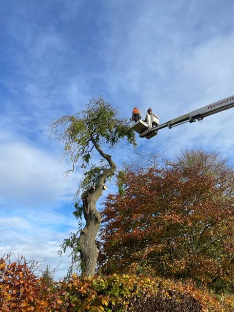 Nottingham Decayed Ash Tree Surgery Nottingham | Summers Tree And ...