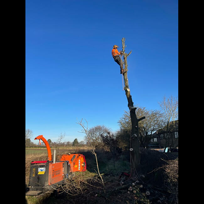 Nottingham Felling an Oak | Summers Tree And Garden Services | Tree ...