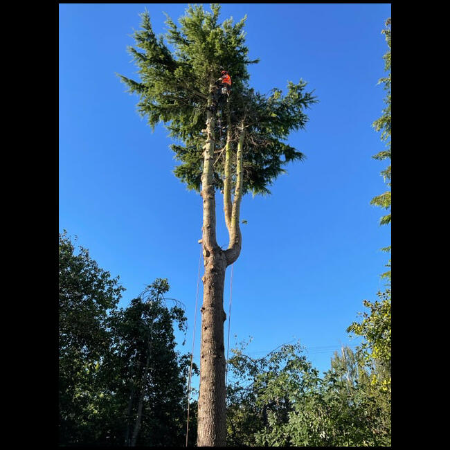 Nottingham Large Cedar Tree Removal | Summers Tree And Garden Services ...