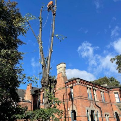 Tree Surgeons Nottingham | Summers Tree And Garden Services | Tree ...