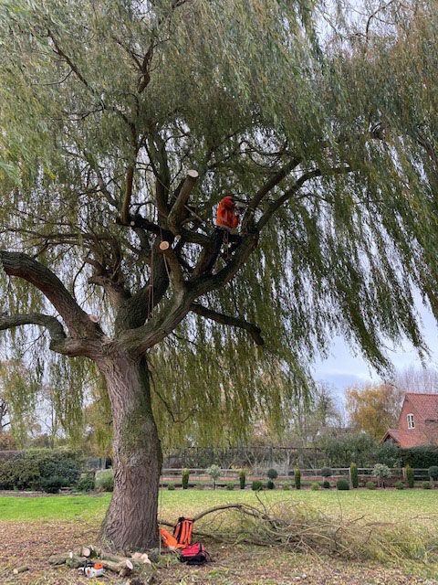 Nottingham Pollarding a Willow in Nottingham | Summers Tree And Garden ...