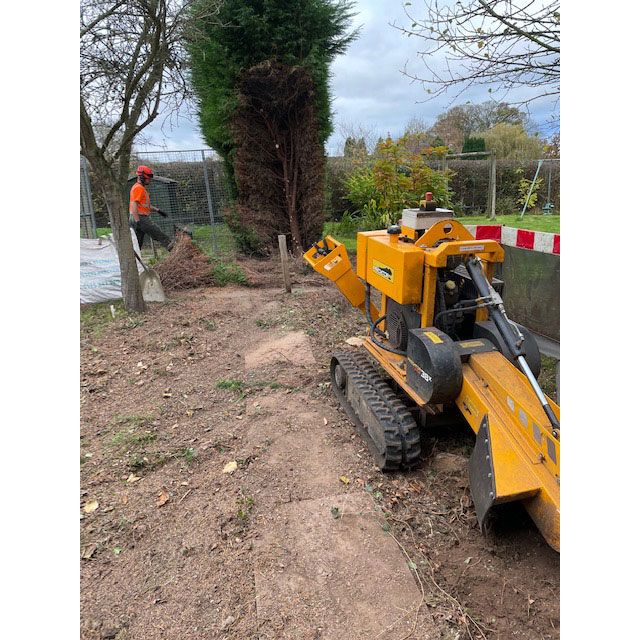Nottingham Removing Conifers and Stumps in Nottingham | Summers Tree ...