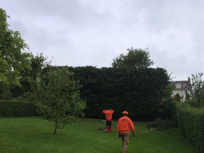 Nottingham Hedge cutting and hedge trimming in Nottingham | Summers ...