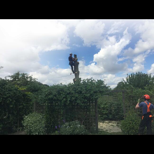Tree Surgeons Nottingham | Summers Tree And Garden Services | Tree ...