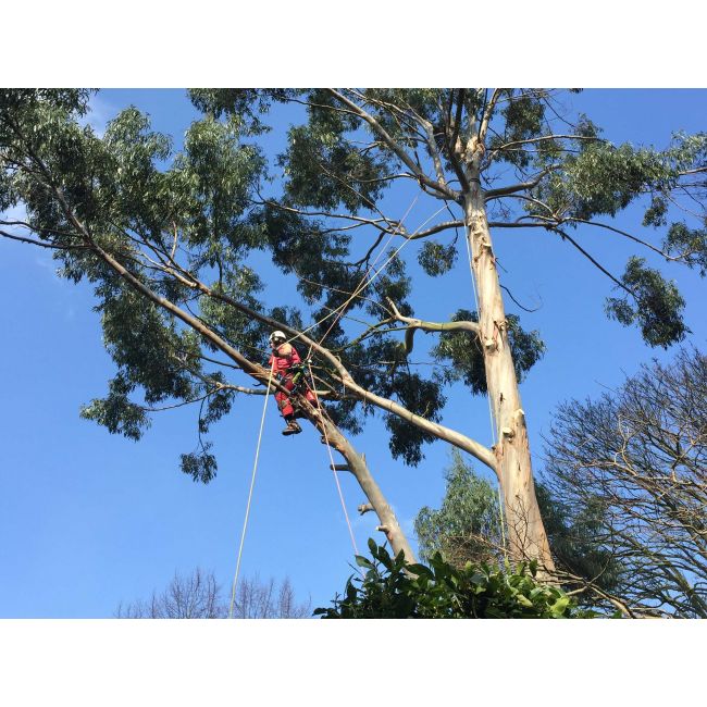 Nottingham Tree Surgeon in Nottingham | Summers Tree And Garden ...