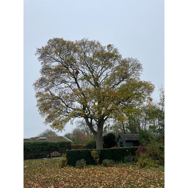 Nottingham Tree Surgery on a Large Sycamore | Summers Tree And Garden ...
