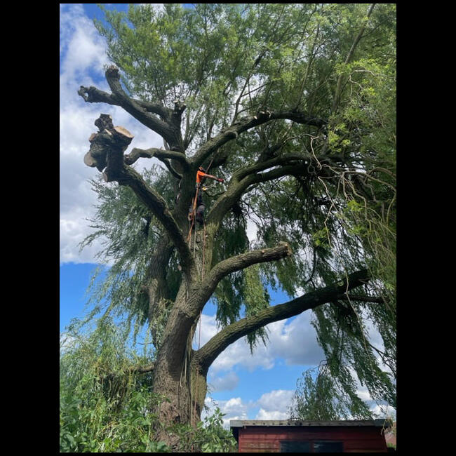 Nottingham Pollarding a Willow Tree | Summers Tree And Garden Services ...