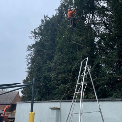 Tree Surgeons Nottingham | Summers Tree And Garden Services | Tree ...